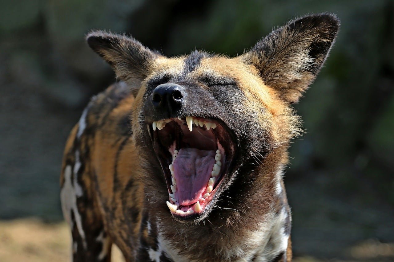 Different Types Of Laughter - Laugh Out Loud! - Neemopani