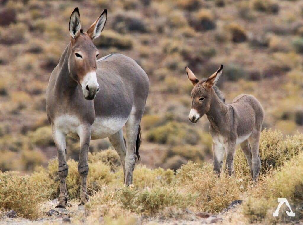 Increase In Donkey Population In Pakistan - Neemopani