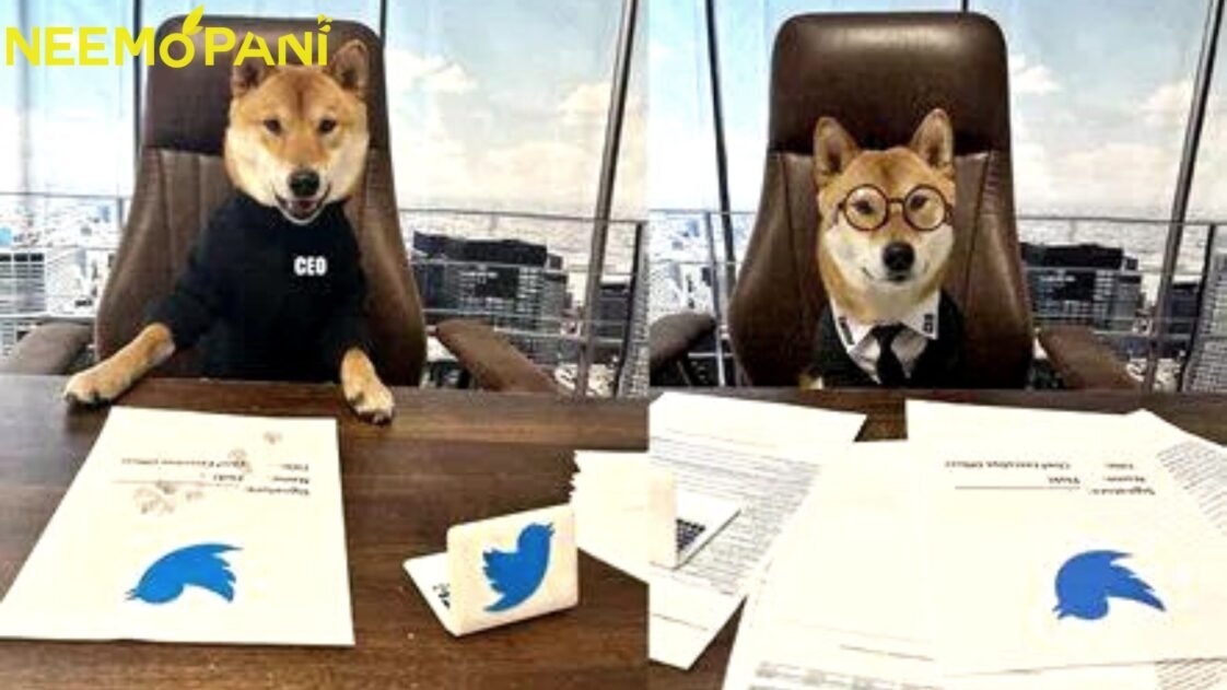Musk Names His dog The new Twitter CEO - Neemopani